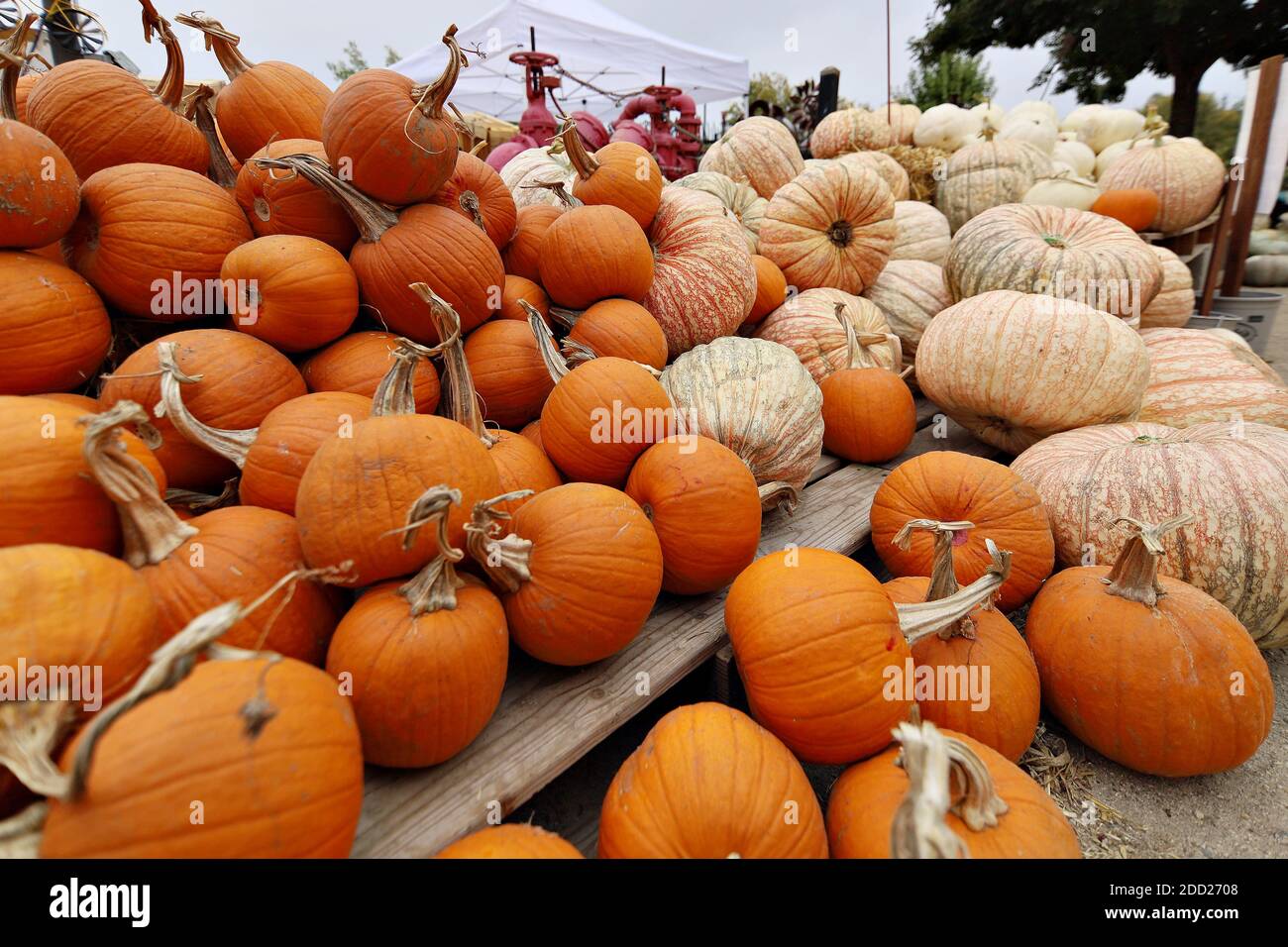 Fall sale banner pumpkins hi-res stock photography and images - Alamy