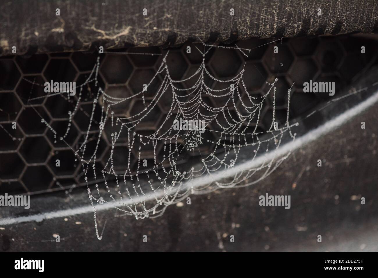 Cobweb on a well-groomed beautiful car. Spider web on a car Stock Photo ...