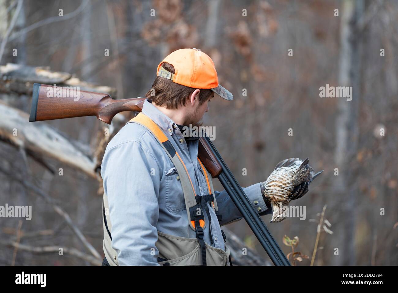 A young Ruffed Grouse hunter in Minnesota on an October afternoon Stock ...