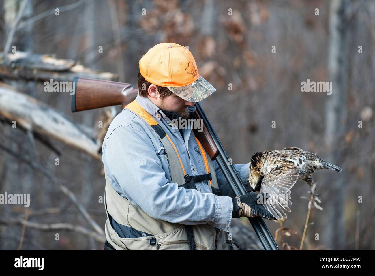 A young Ruffed Grouse hunter in Minnesota on an October afternoon Stock ...