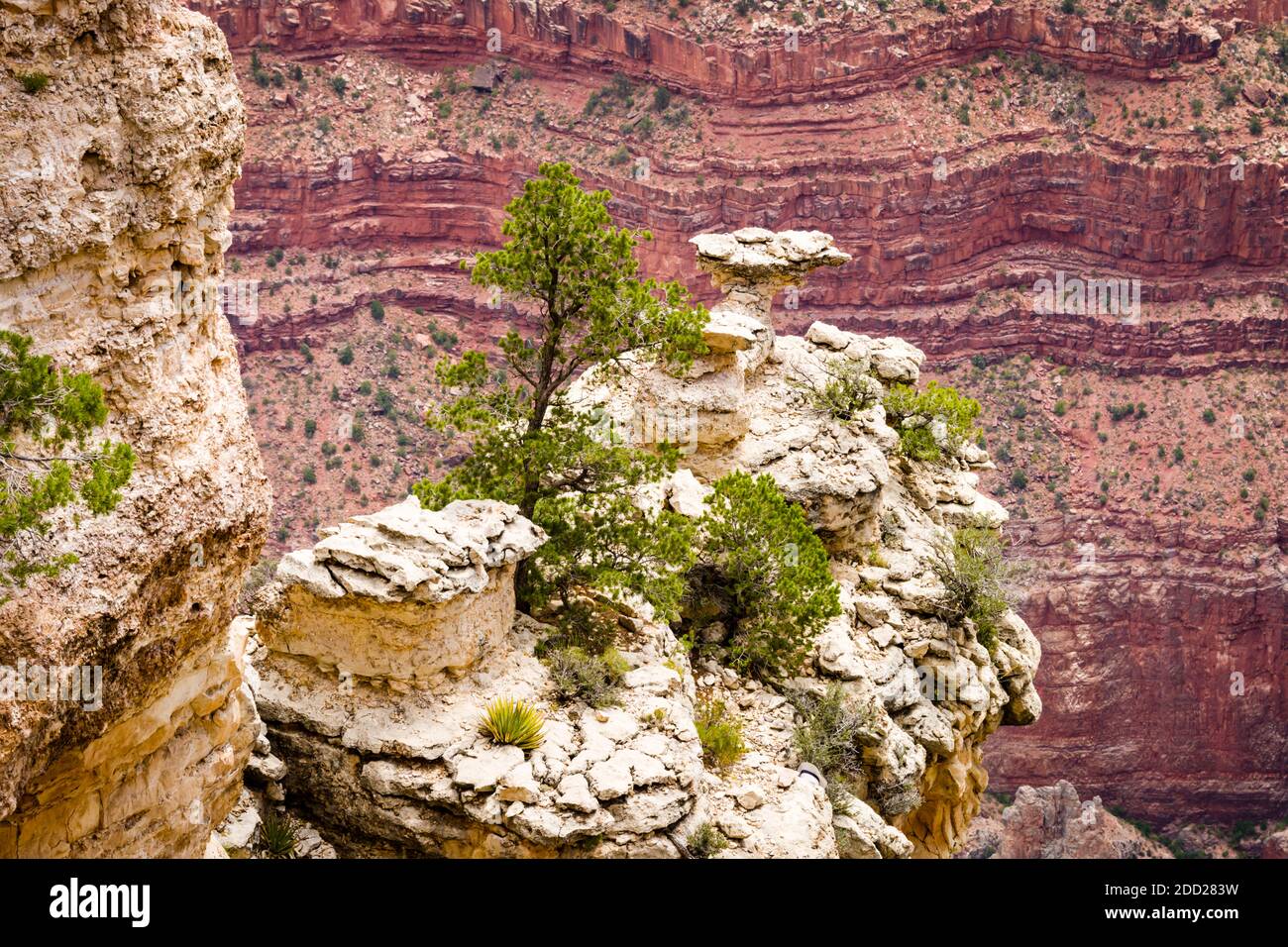 Kaibab limestone grand canyon hi-res stock photography and images - Alamy