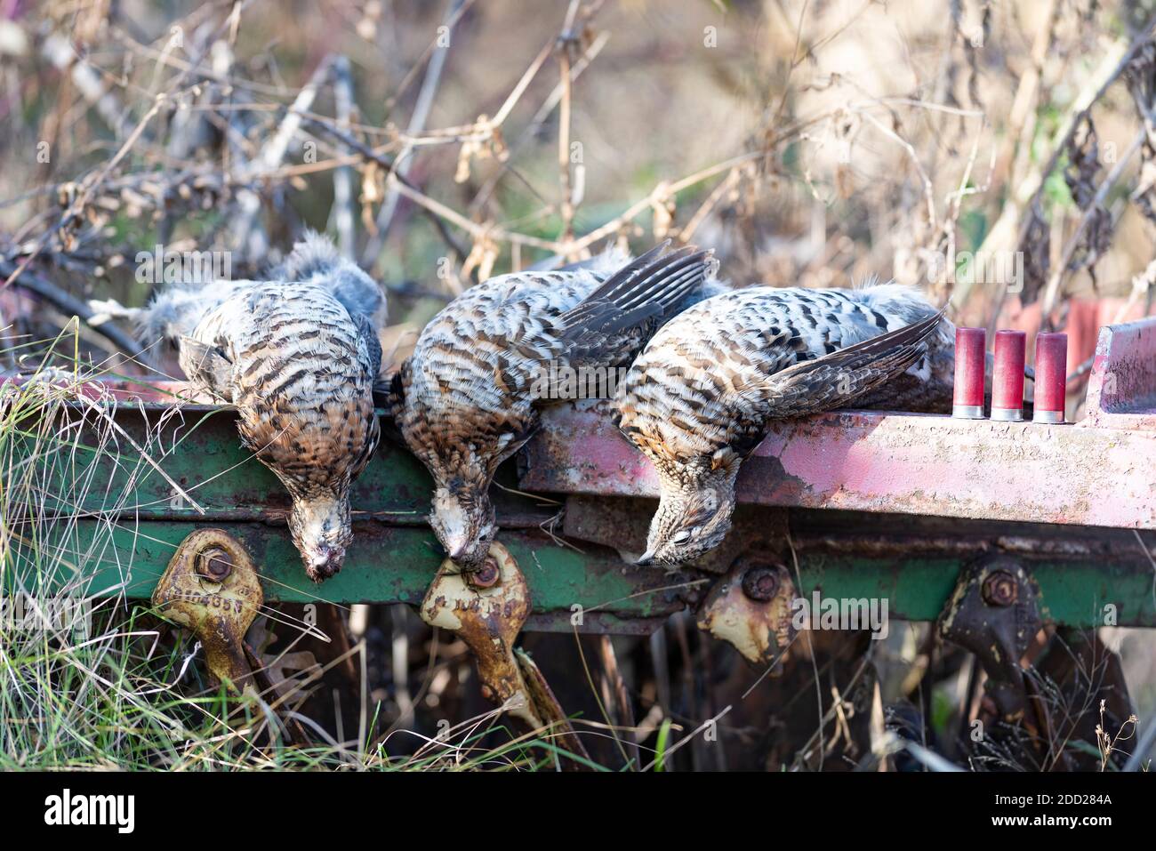 Ruffed Grouse hunting Stock Photo - Alamy