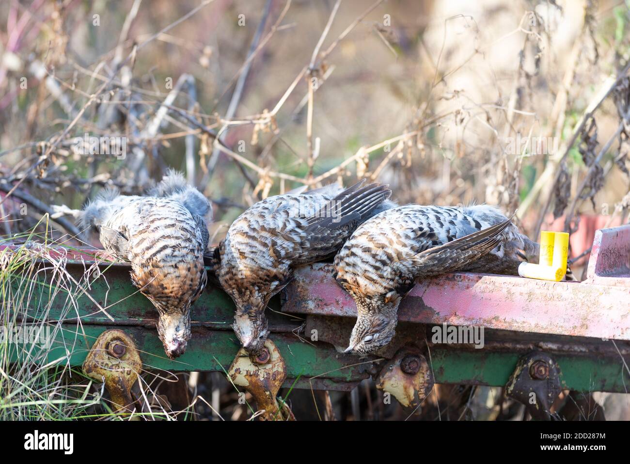 Dead ruffed hi-res stock photography and images - Alamy