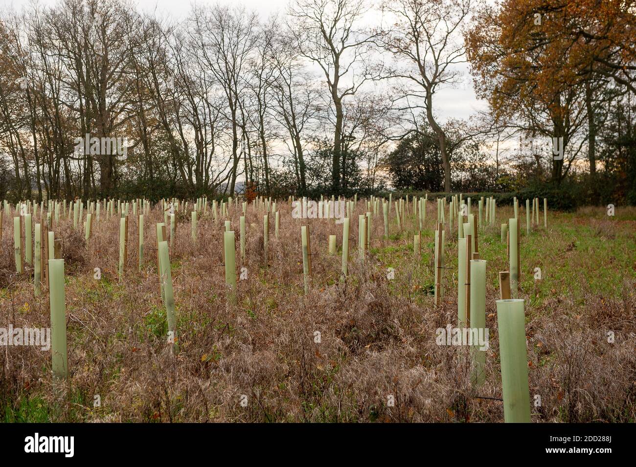 Aylesbury Vale, Buckinghamshire, UK. 23rd November, 2020. A huge field ...