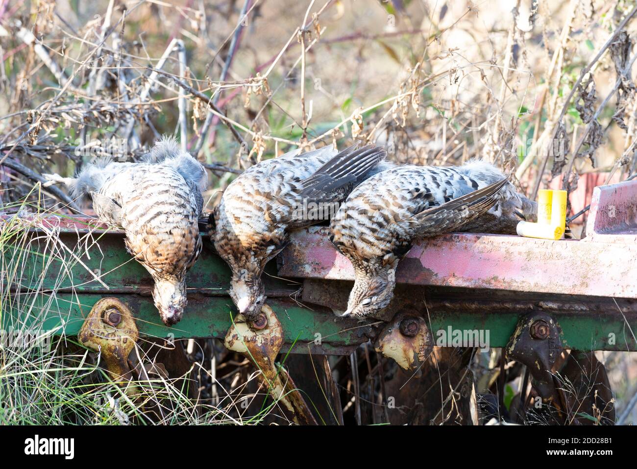 Dead ruffed hi-res stock photography and images - Alamy
