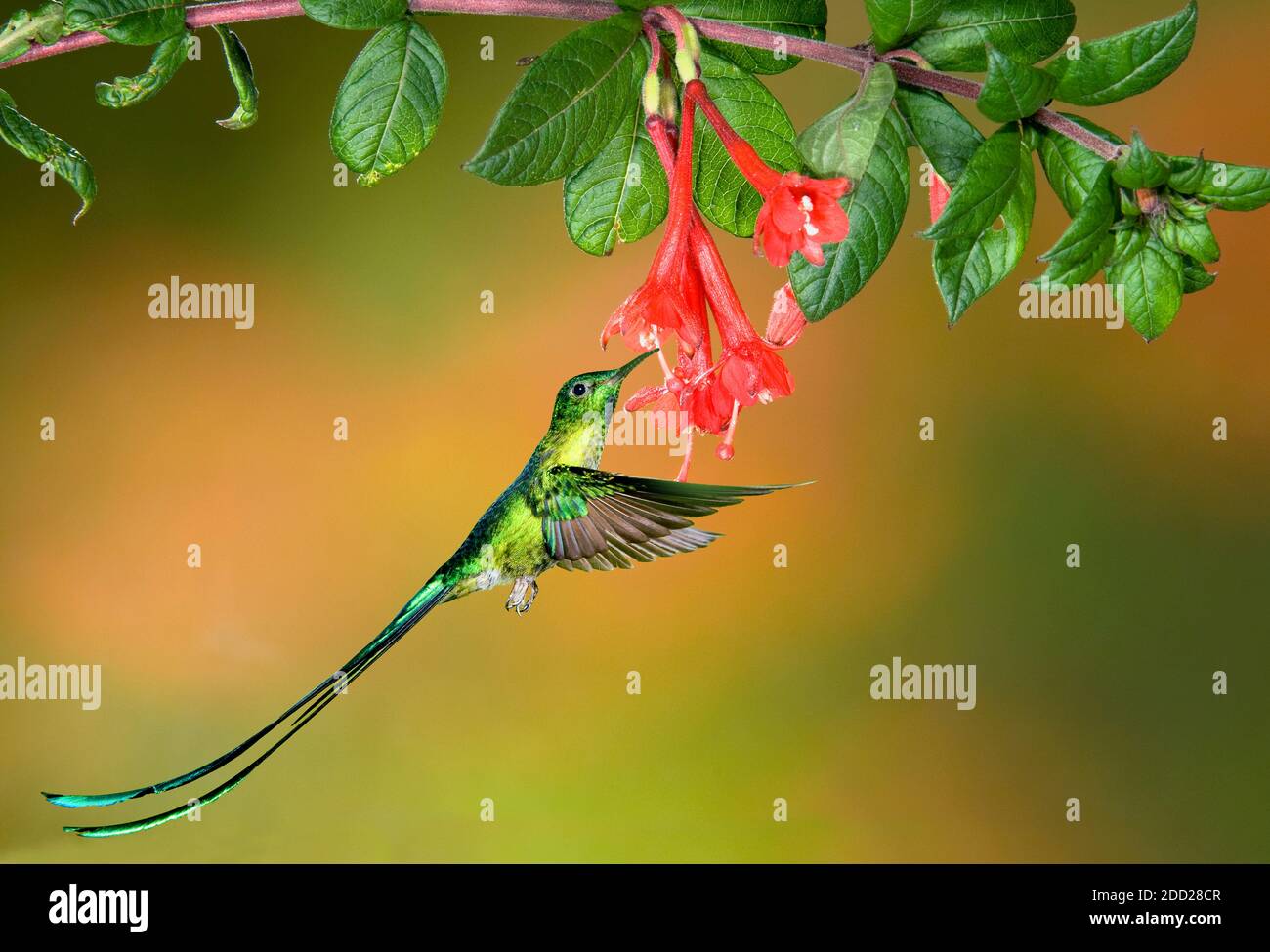 Long tailed green bird hi-res stock photography and images - Alamy