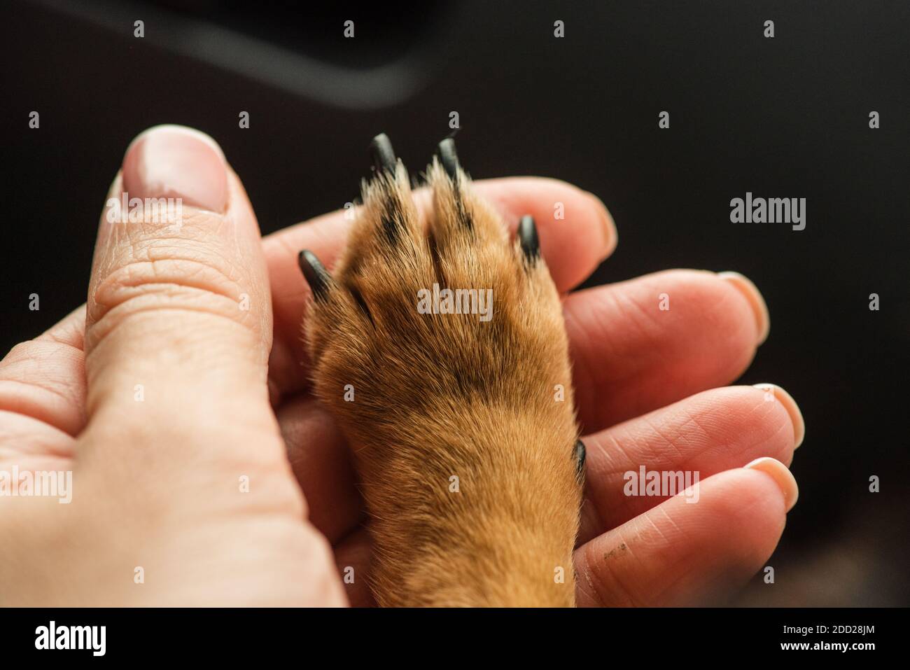 woman's hand and dog's paw. Girl's hand and dog's paw. Dog and man ...