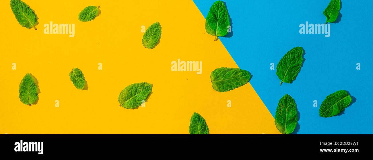Multiple fresh leafs of peppermint on blue and yellow background Stock ...