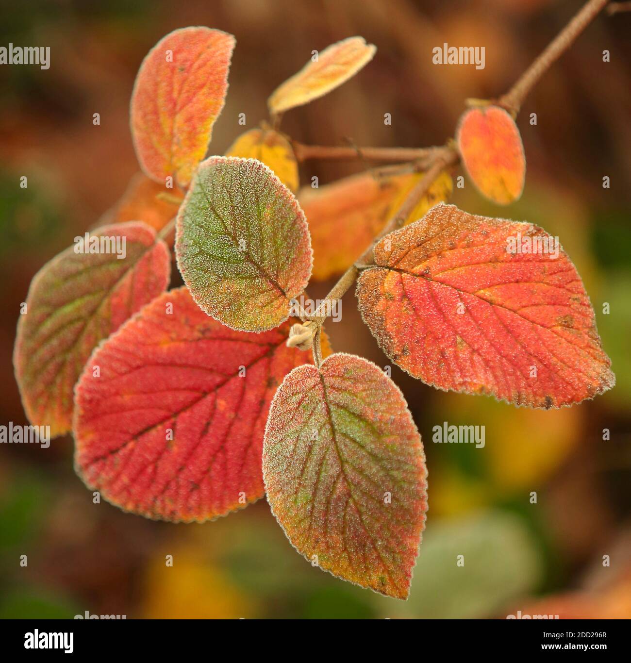 Frosted autumn leaves Cotswolds Gloucestershire Stock Photo - Alamy