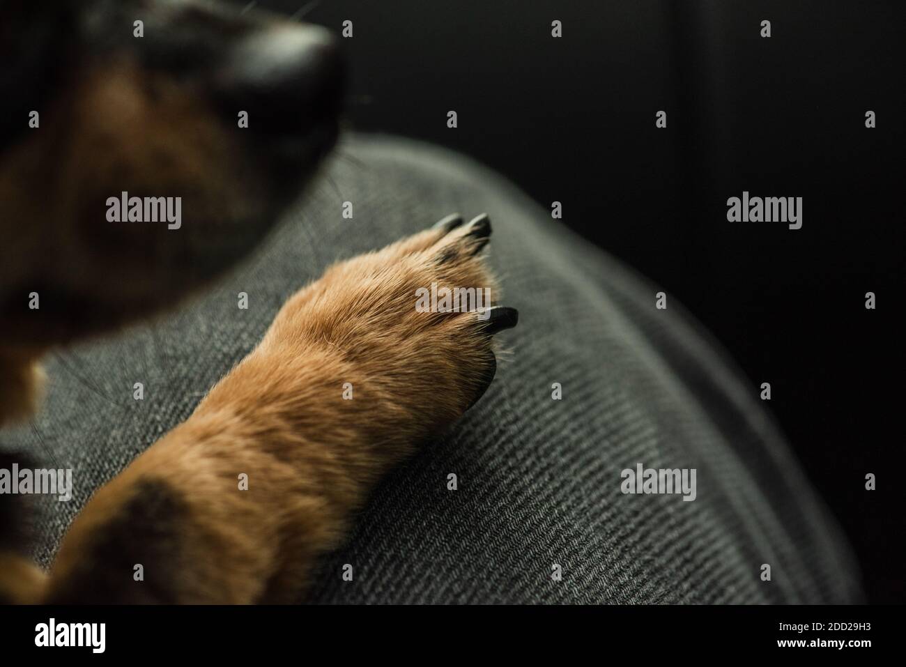 Caring for dogs and being attached to them. Dog paw on human knee Stock ...