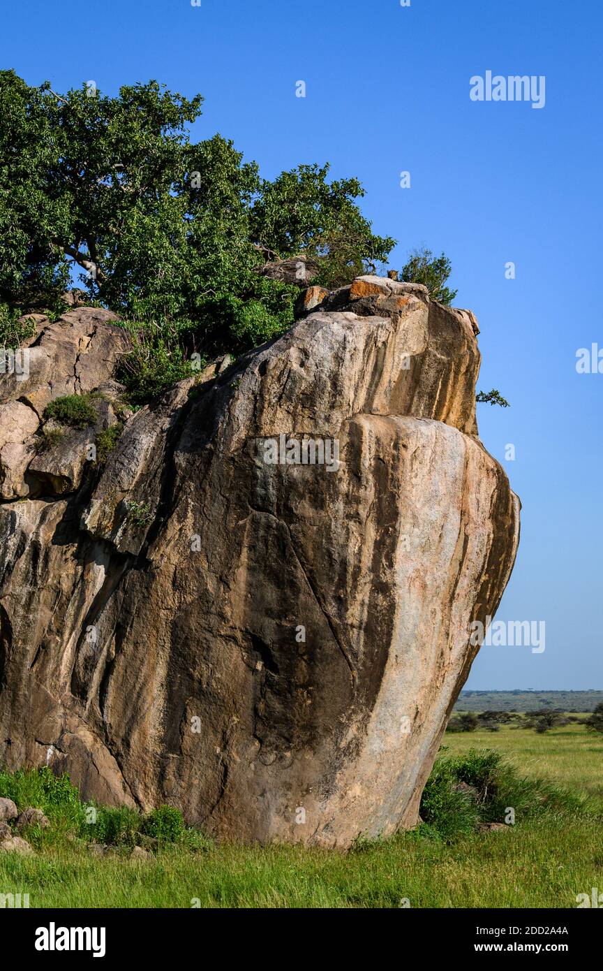 Serengeti national park kopje hi-res stock photography and images - Alamy