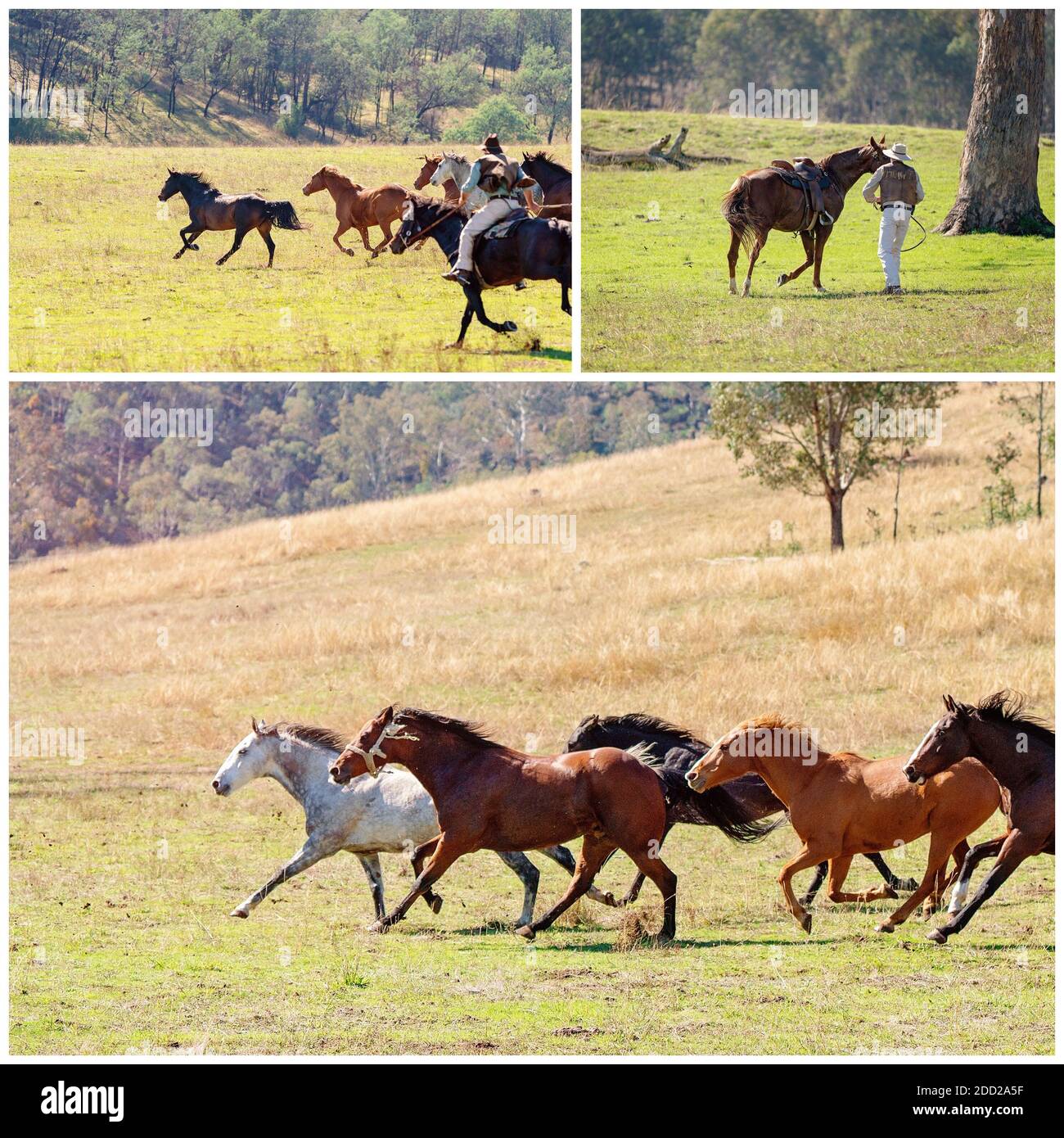 Collage of images of magnificent wild horses racing across the valley ...