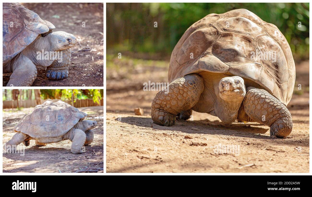 Collage of images of a giant galapagos tortoise Stock Photo - Alamy