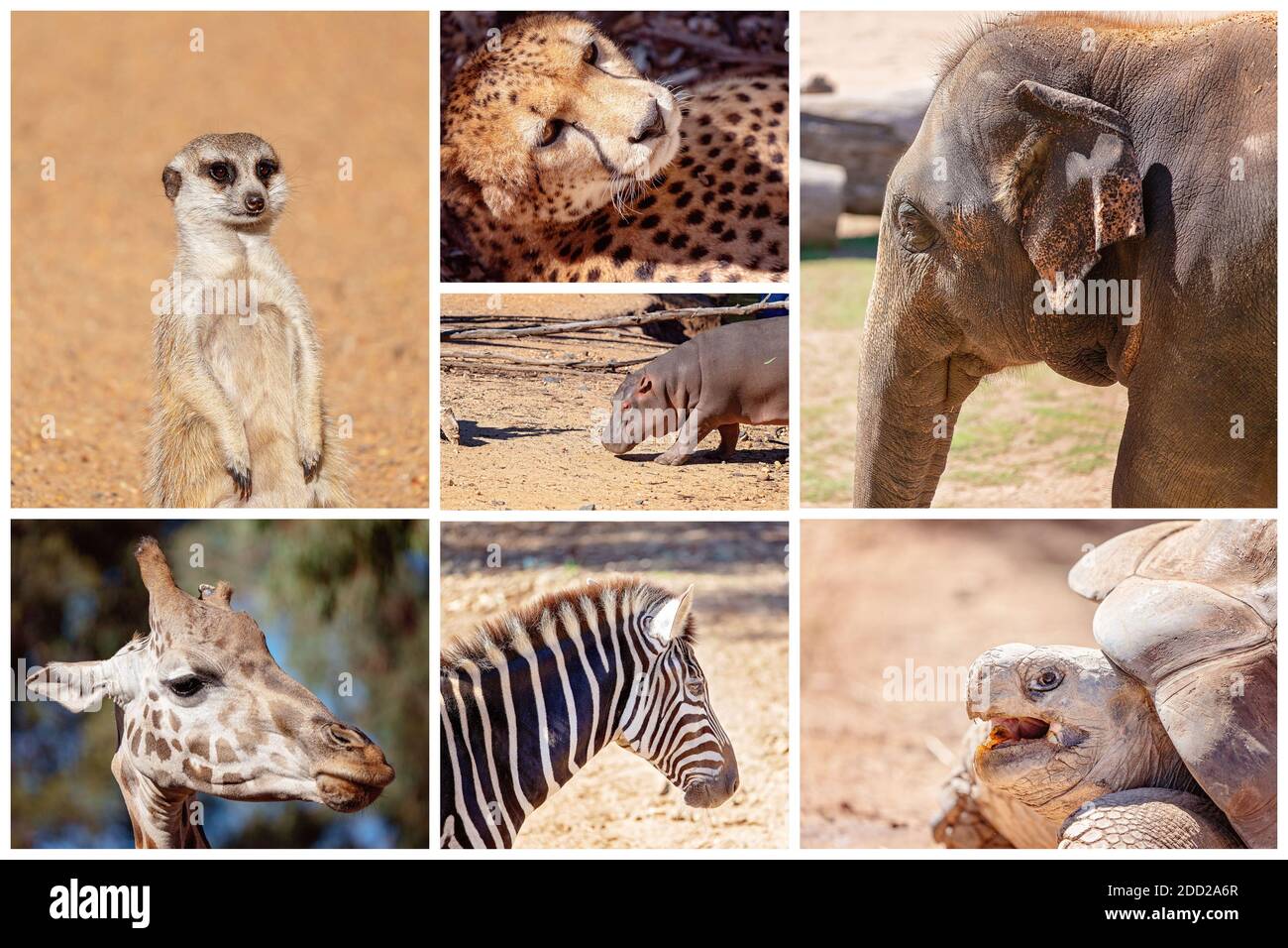 Extinct Animals Collage