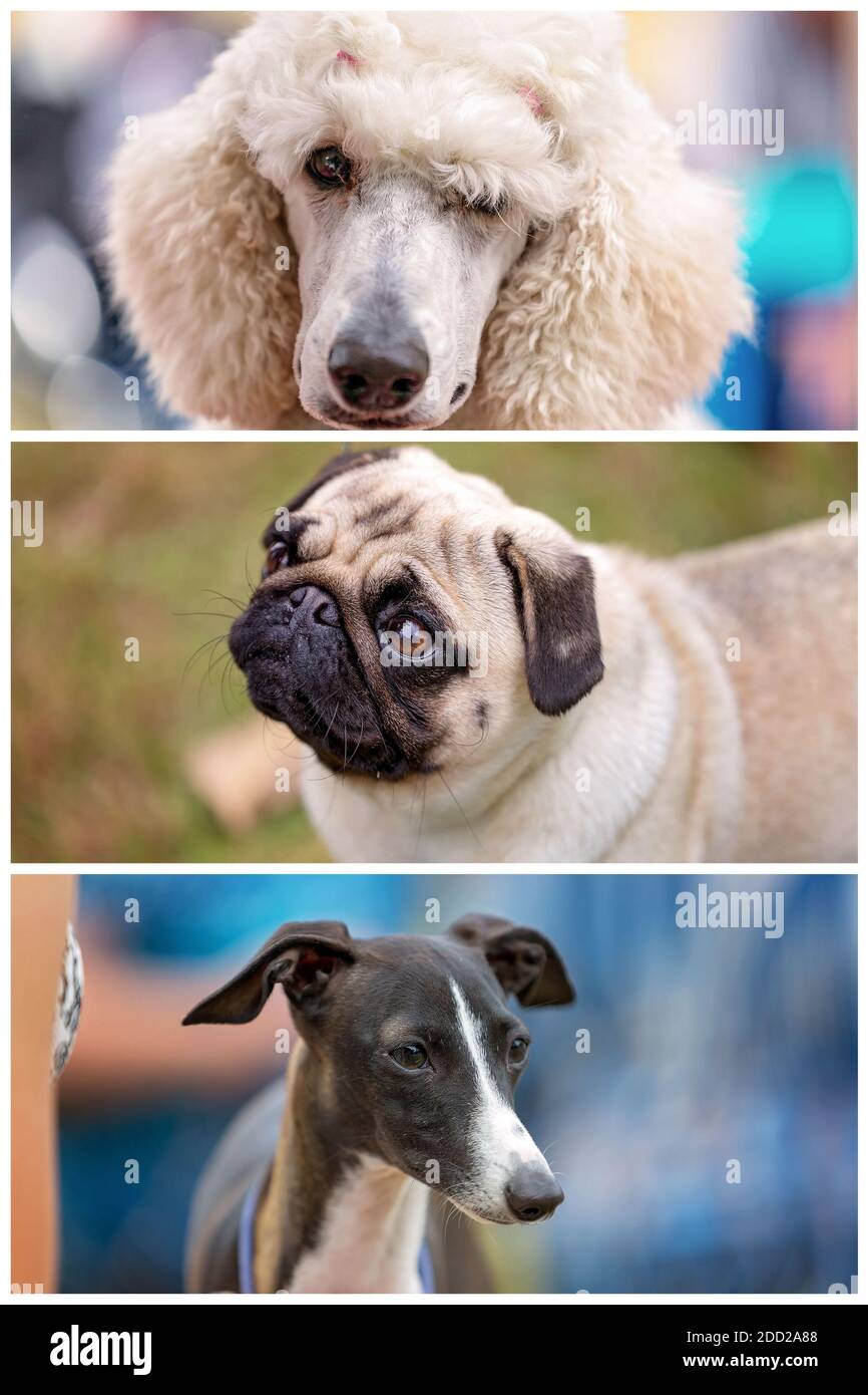 Judging dog show Cut Out Stock Images & Pictures - Alamy