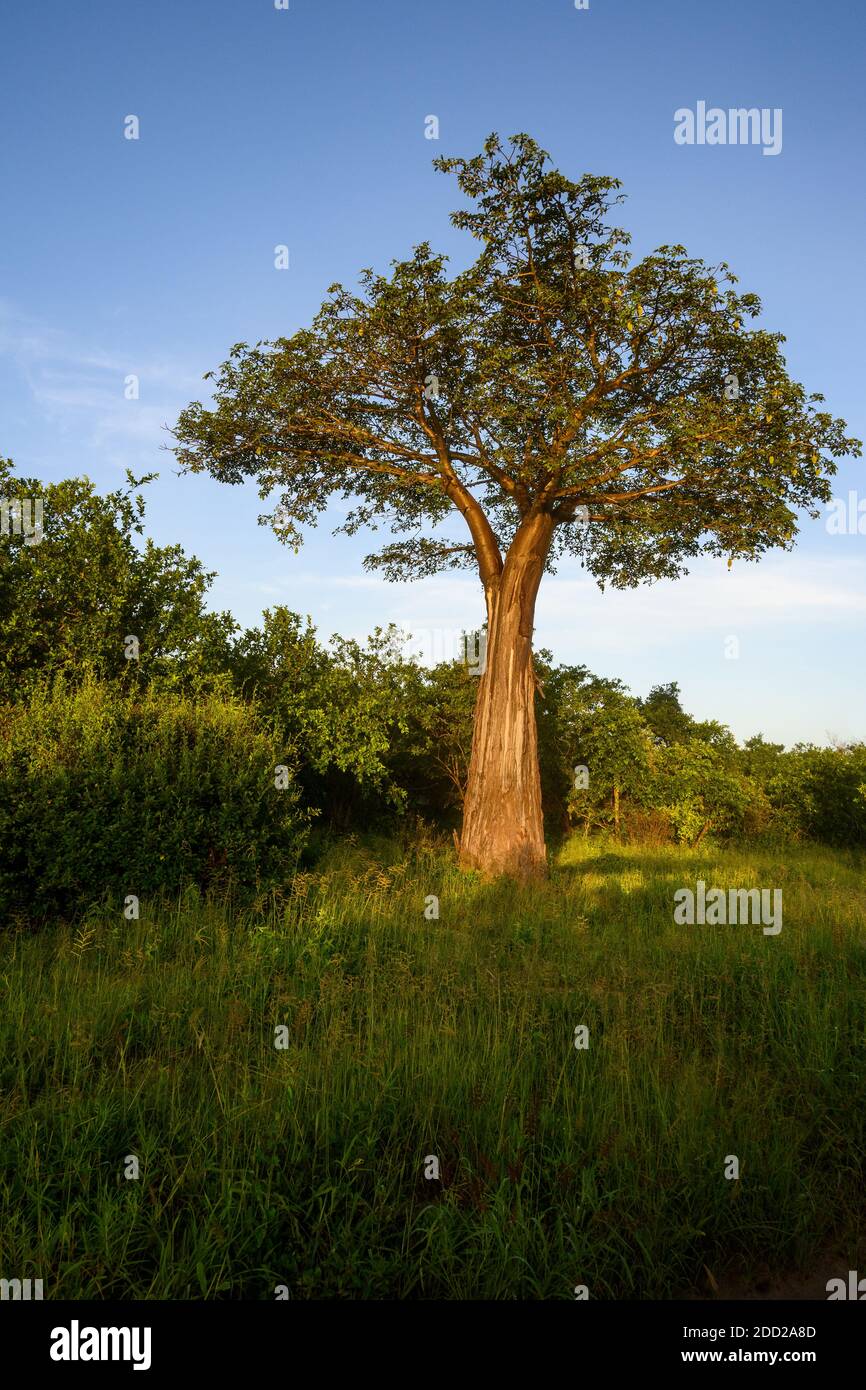 Ruaha national park hi-res stock photography and images - Alamy