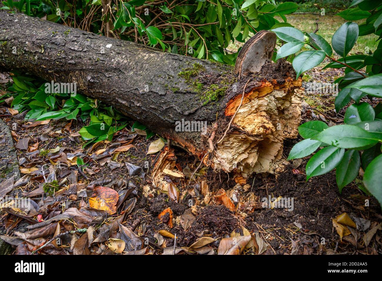Storm damage, old plum tree blown over by the wind in a back yard ...