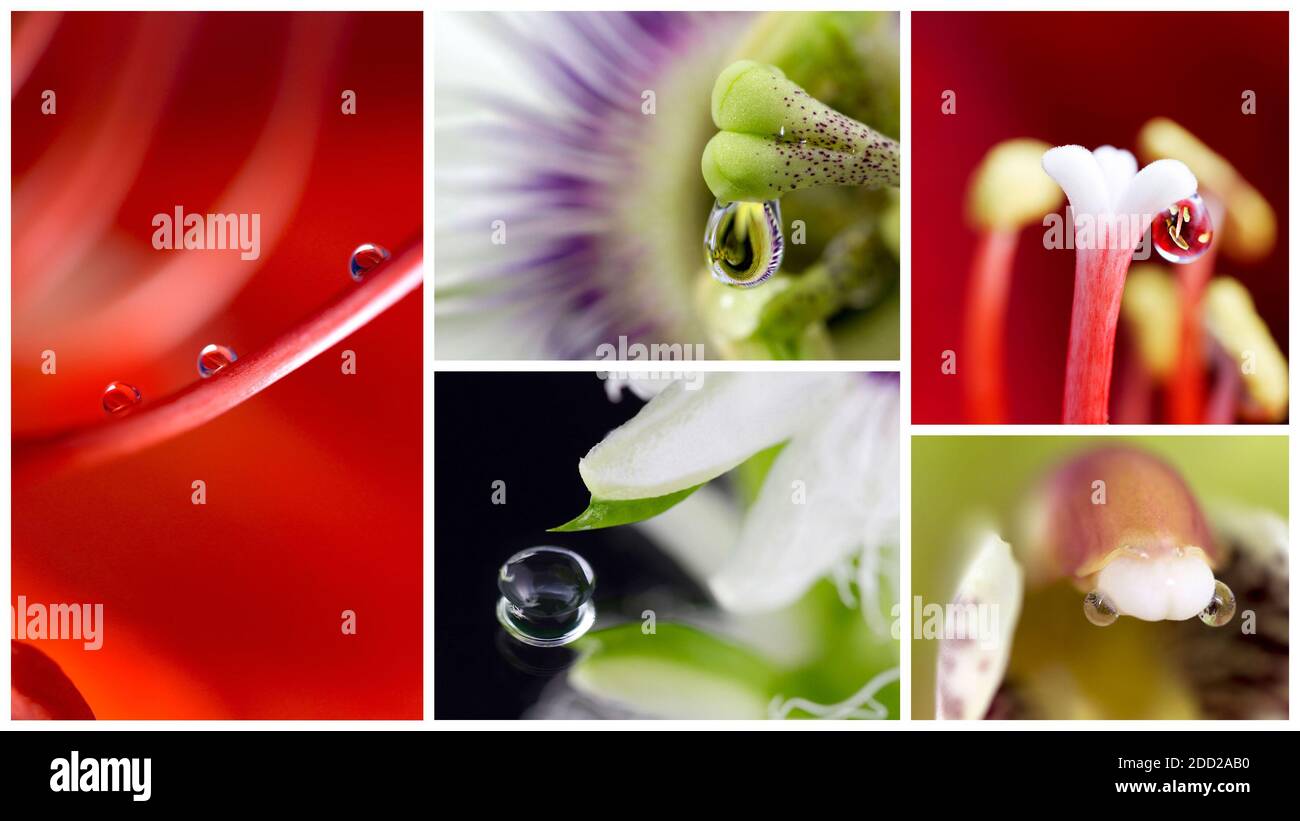 Reflections collage Cut Out Stock Images & Pictures - Alamy