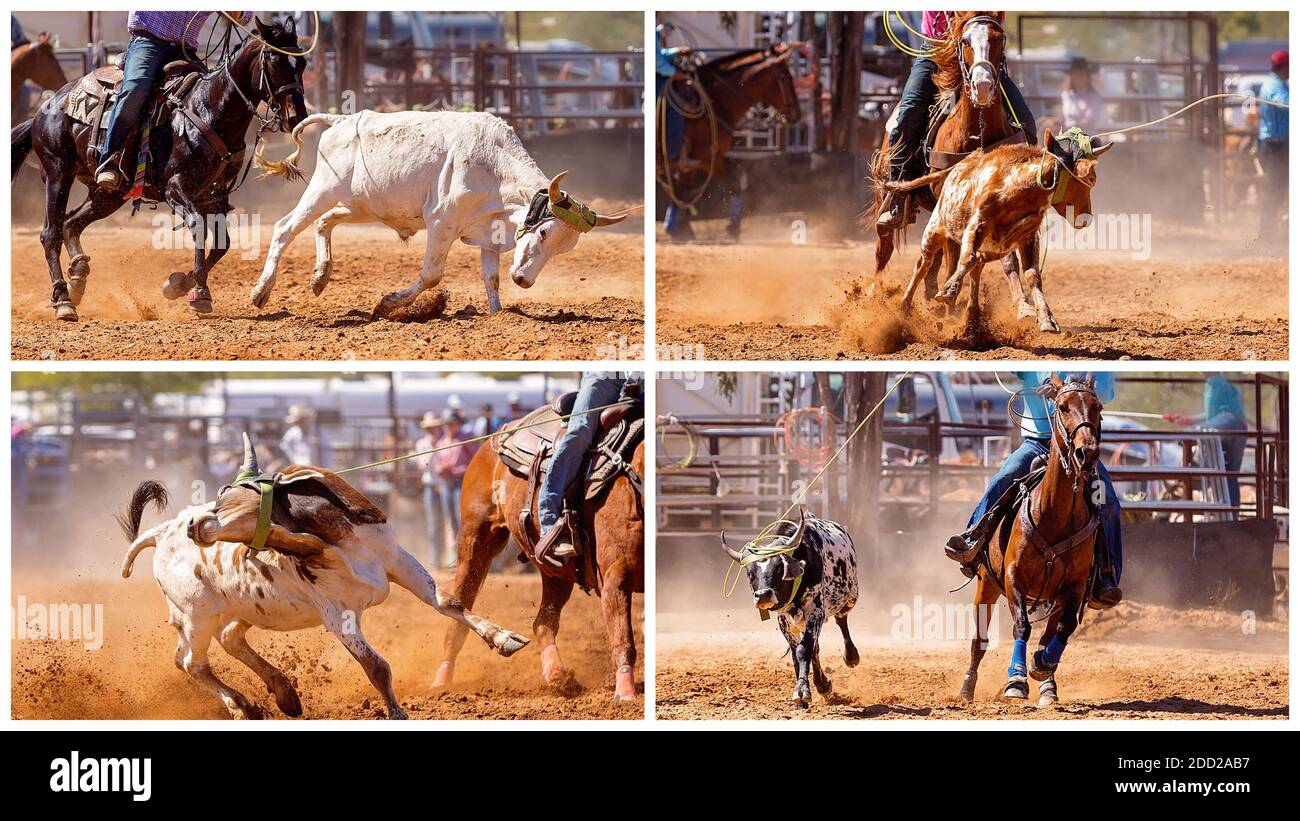 Collage of images of calves being lassoed by cowboys on horseback in a ...