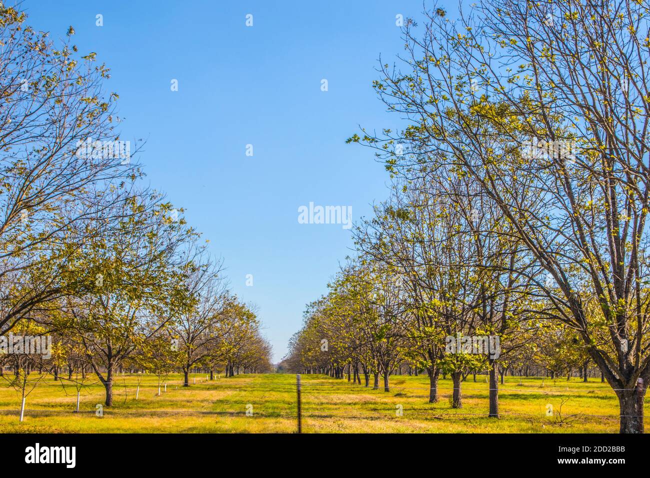 Path between young pecan trees behind a fence on a pecan tree orchard ...