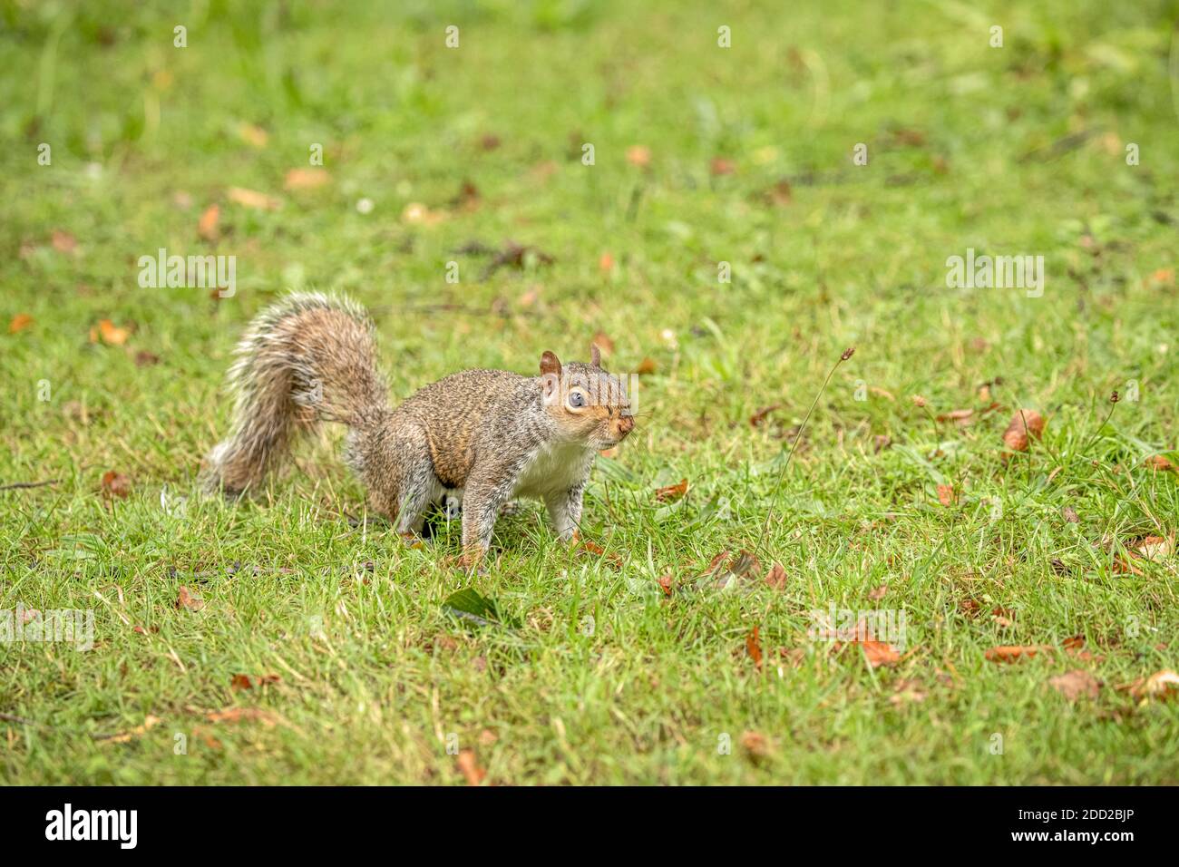Rodent grass hi-res stock photography and images - Alamy