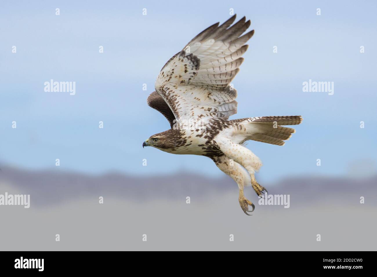red-tailed hawk (Buteo jamaicensis Stock Photo - Alamy