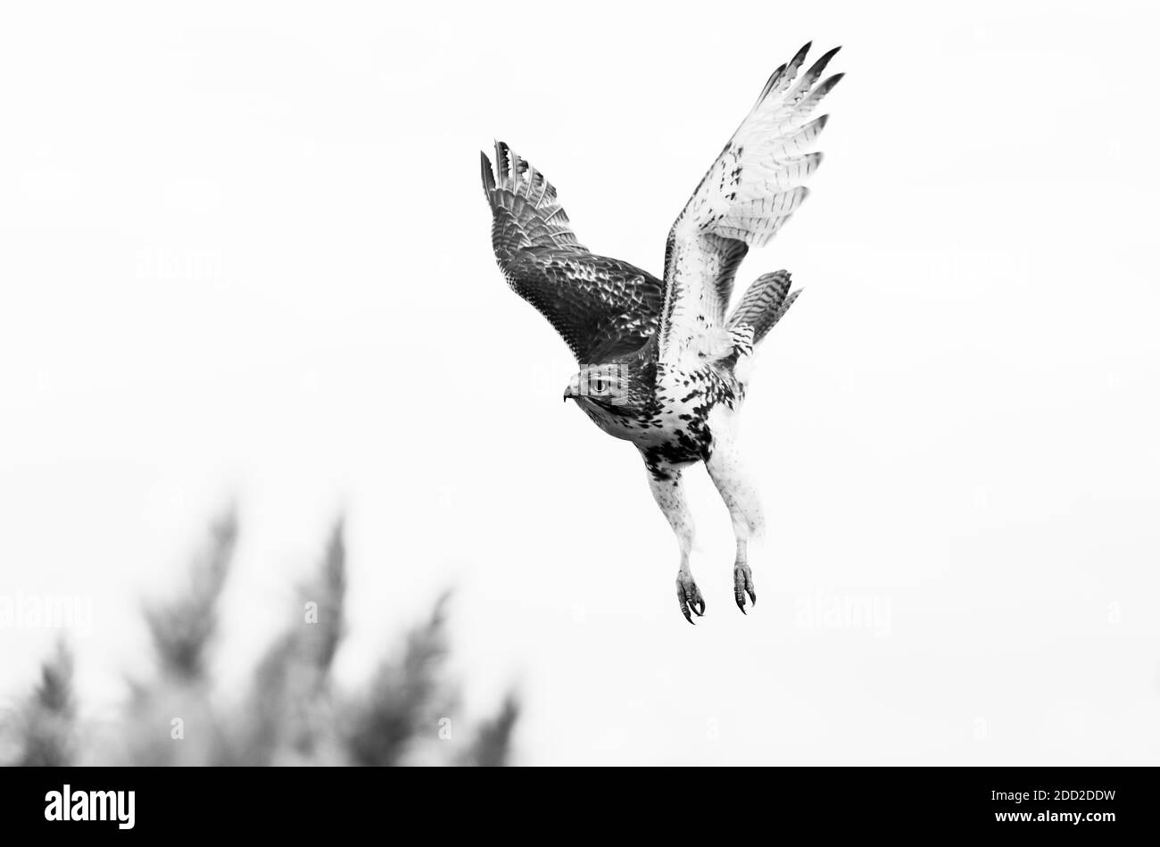 Blue tail bird Black and White Stock Photos & Images - Alamy