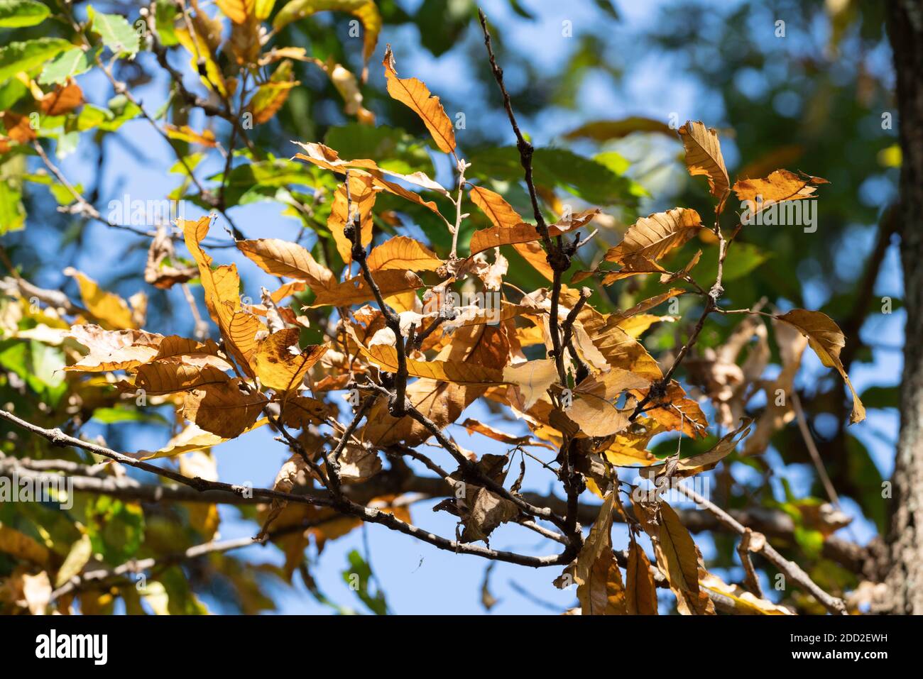 Japanese oak tree leaves quercus hi-res stock photography and images ...