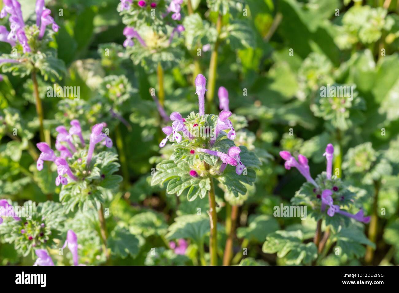 Common henbit (Lamium amplexicaule), Isehara City, Kanagawa Prefecture ...
