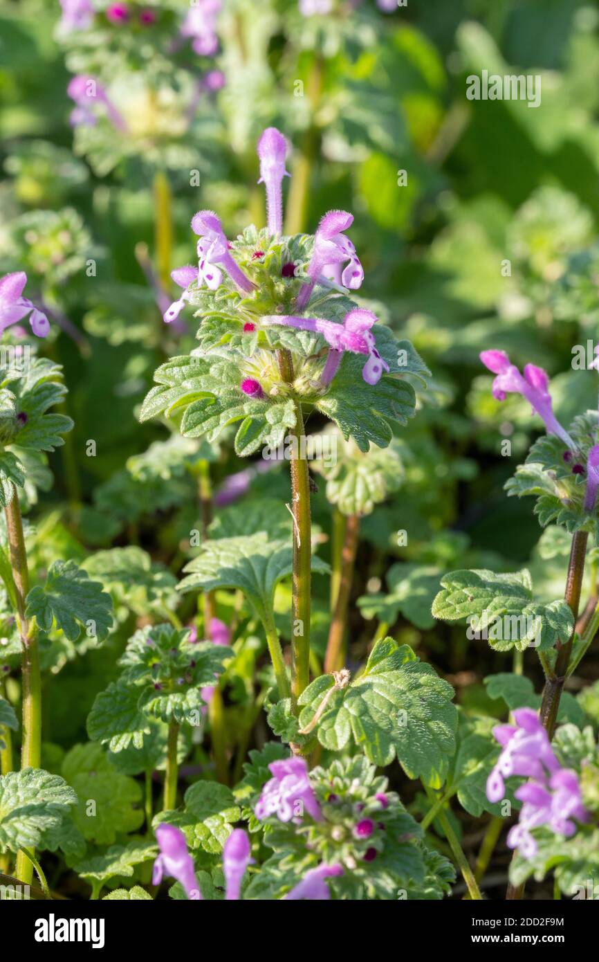 Common henbit (Lamium amplexicaule), Isehara City, Kanagawa Prefecture ...