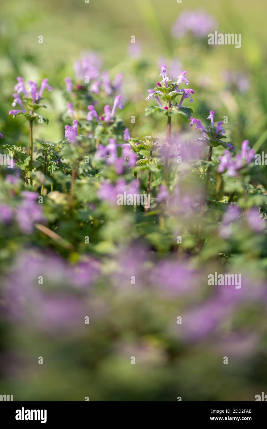 Common henbit (Lamium amplexicaule), Isehara City, Kanagawa Prefecture ...
