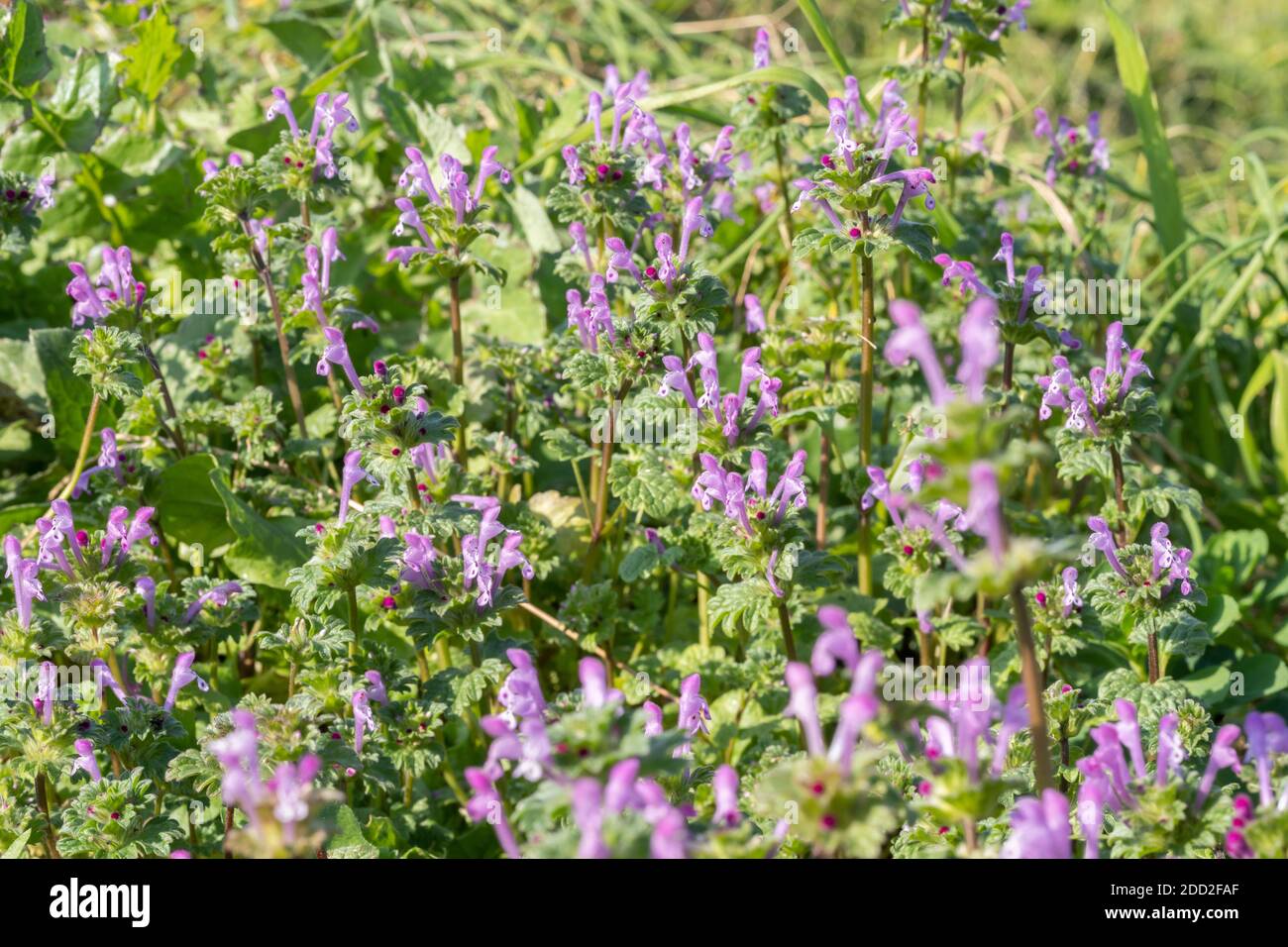Common henbit (Lamium amplexicaule), Isehara City, Kanagawa Prefecture ...