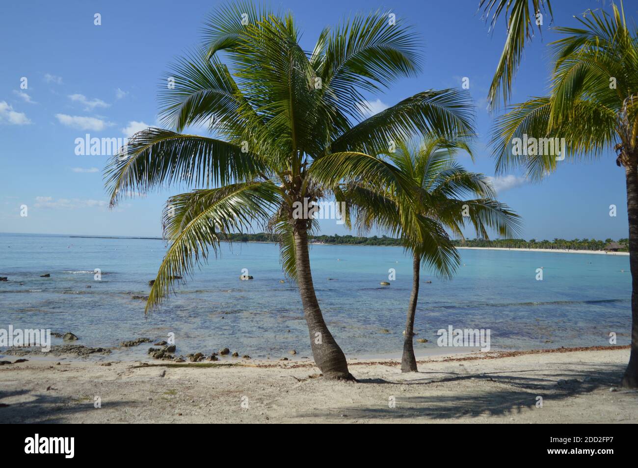 Stunning palm trees on a tropical Caribbean beach with white sand and ...