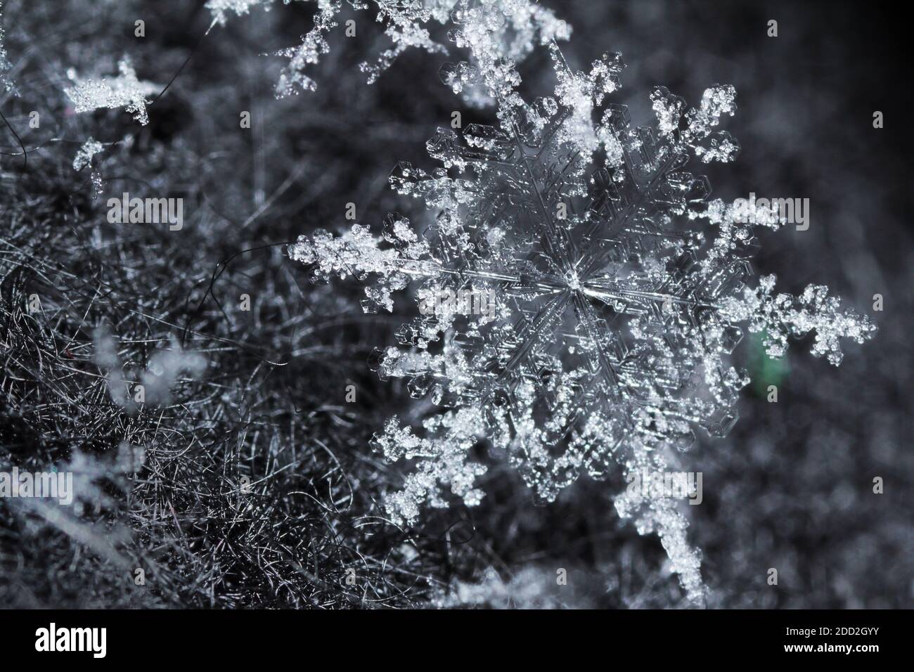 Macro photo of snowflake Stock Photo - Alamy