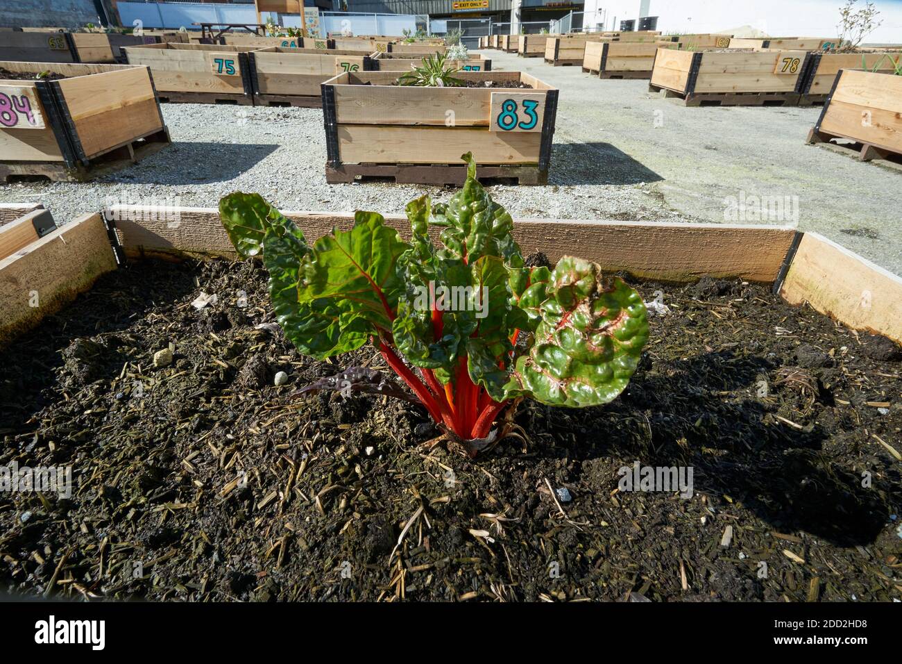 Rainbow swiss chard growing in a raised wooden planter in a community ...