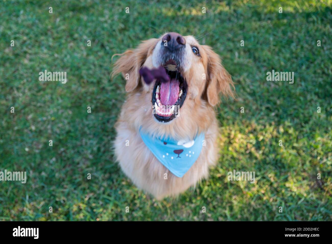 Golden Retriever opens its mouth to catch food in the air Stock Photo ...
