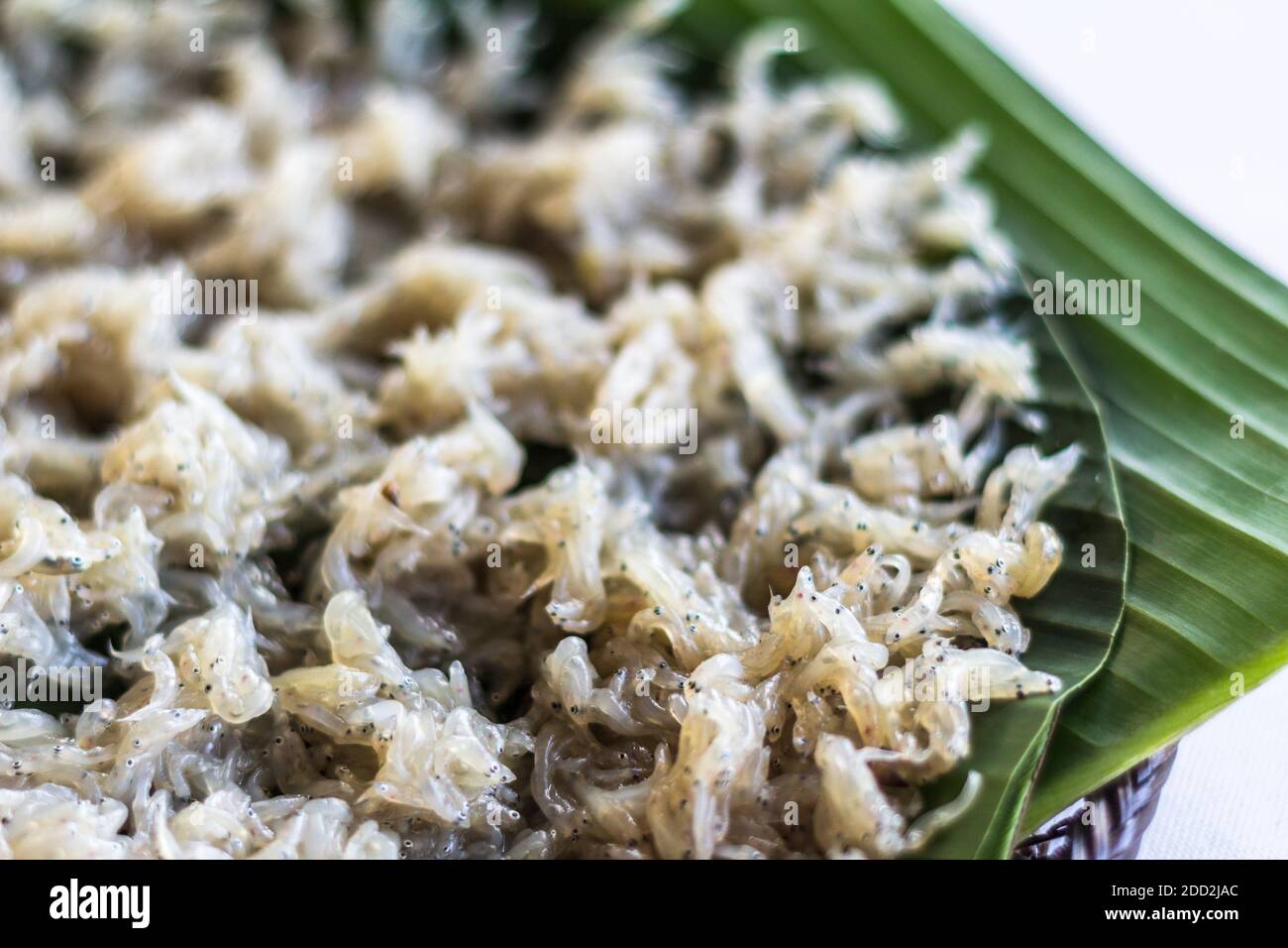 A plateful of dwarf pygmy goby from Buhi, Philippines Stock Photo - Alamy