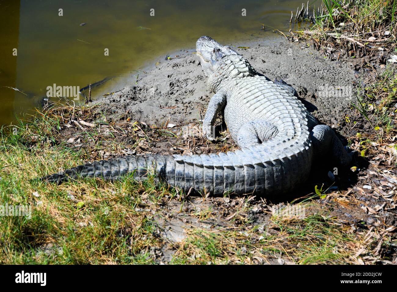 An alligator on sand and dried leaves beside the water at the World ...