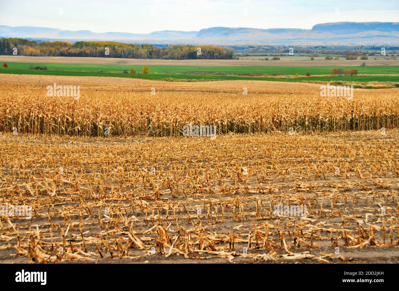 A field of ripe corn in the foreground with low mountains in the ...