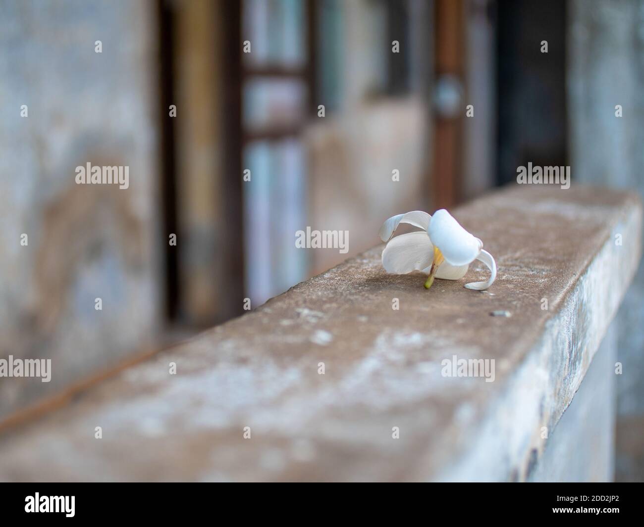 A flower is left on a wall in memory of genocide victims at the Tuol ...