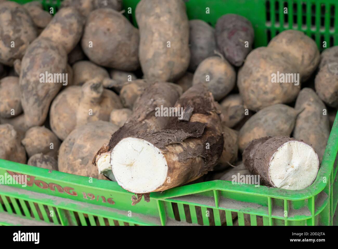 Yuca (Manifot esculenta) is a staple in the Peruvian Amazon Stock Photo ...