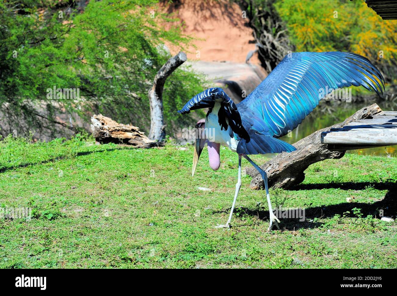 The Greater Marabou Stork walking on green grass at the Glady's Porter ...
