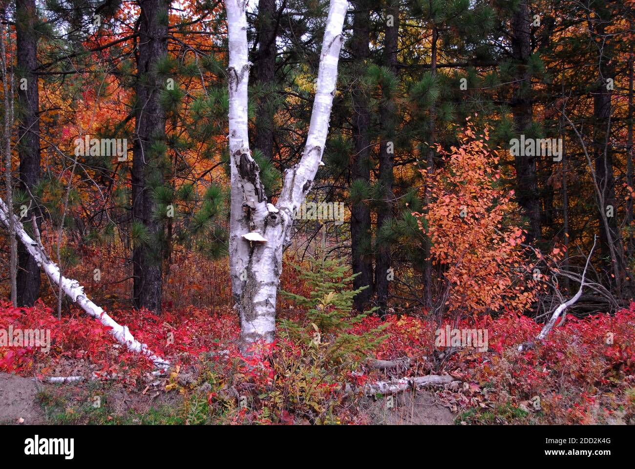 Beauty of ontario fall season hi-res stock photography and images - Alamy