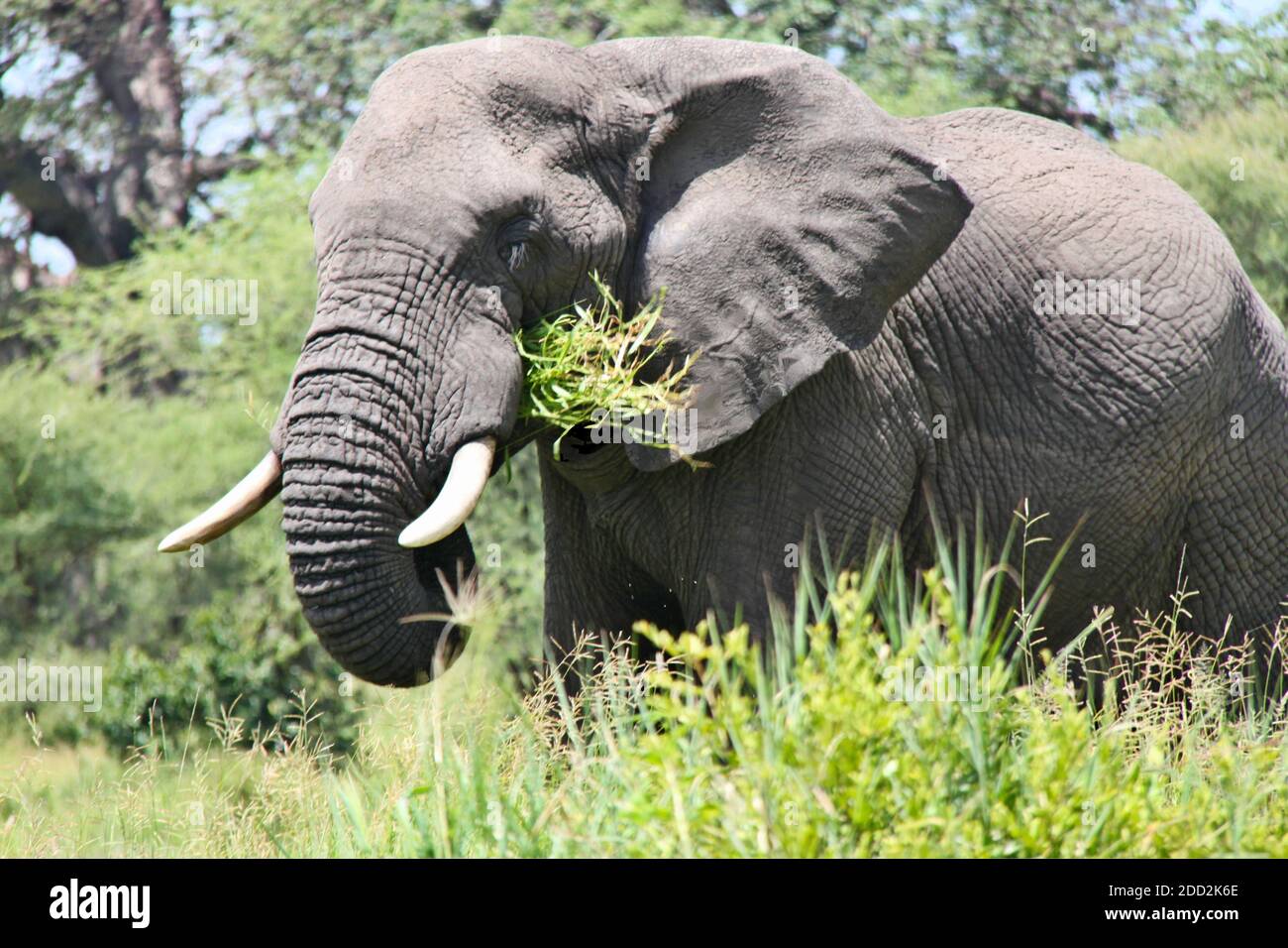 Large elephant stands hi-res stock photography and images - Alamy
