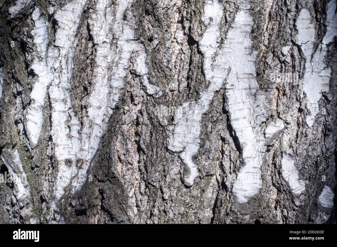 Birch bark texture. Birch, Betula pendula, tree trunk in winter forest ...