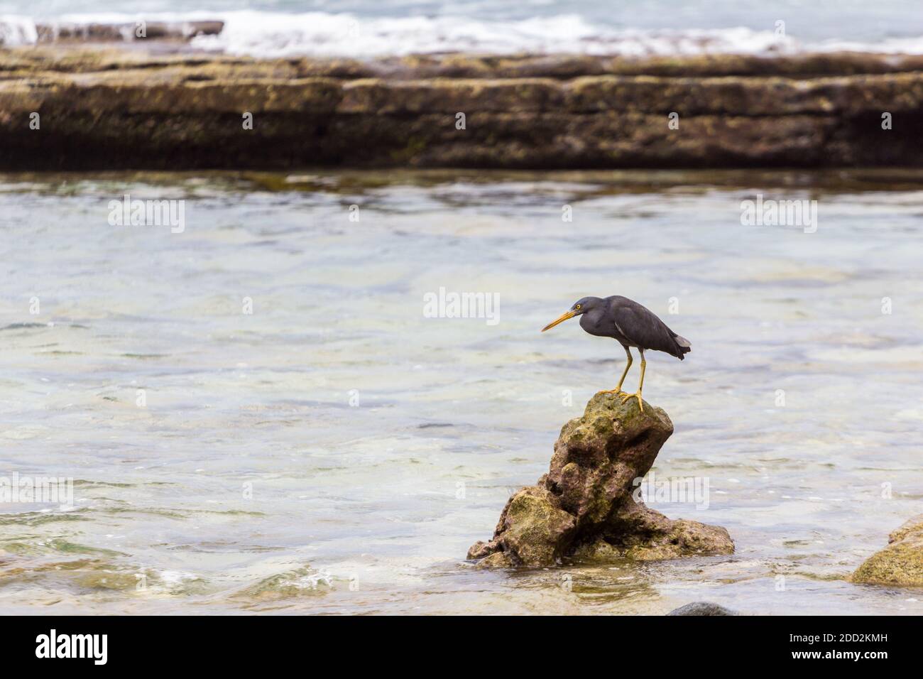 Palawan birding hi-res stock photography and images - Alamy
