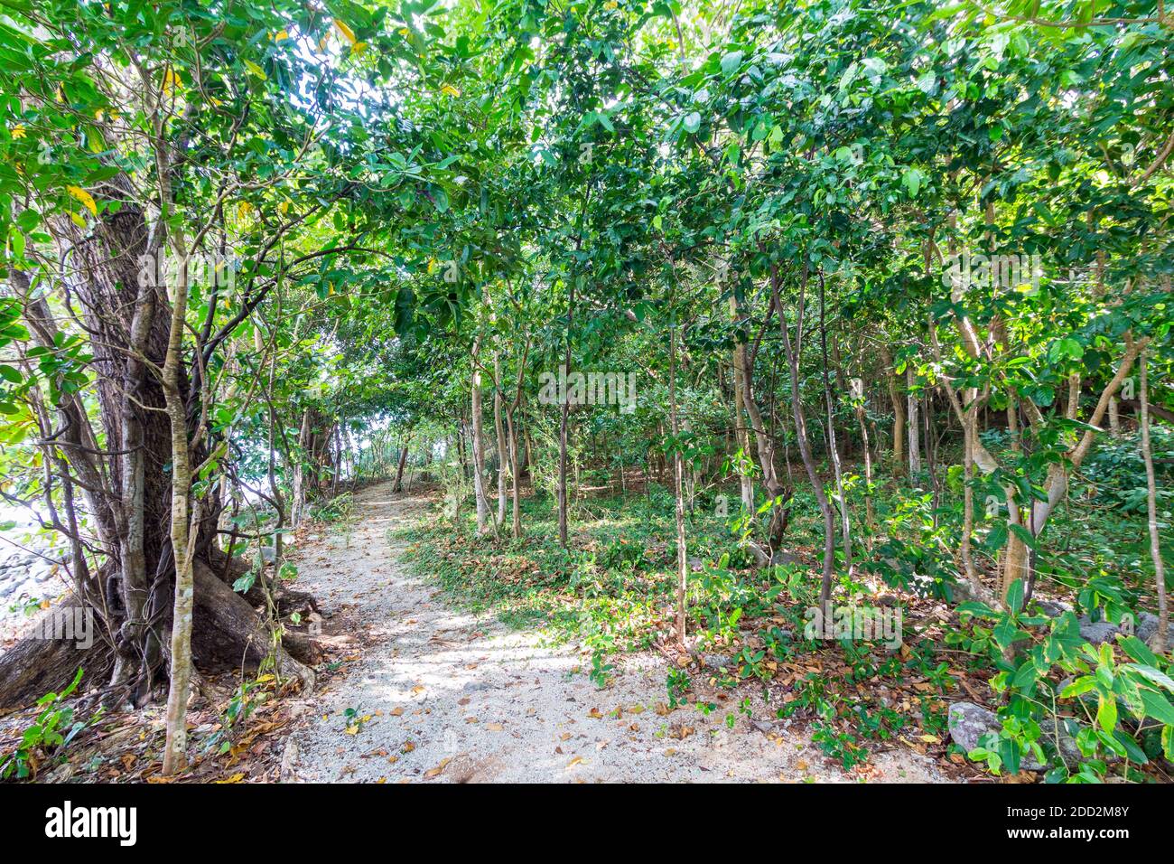 An island forest trail in El Nido, Palawan, Philippines Stock Photo - Alamy