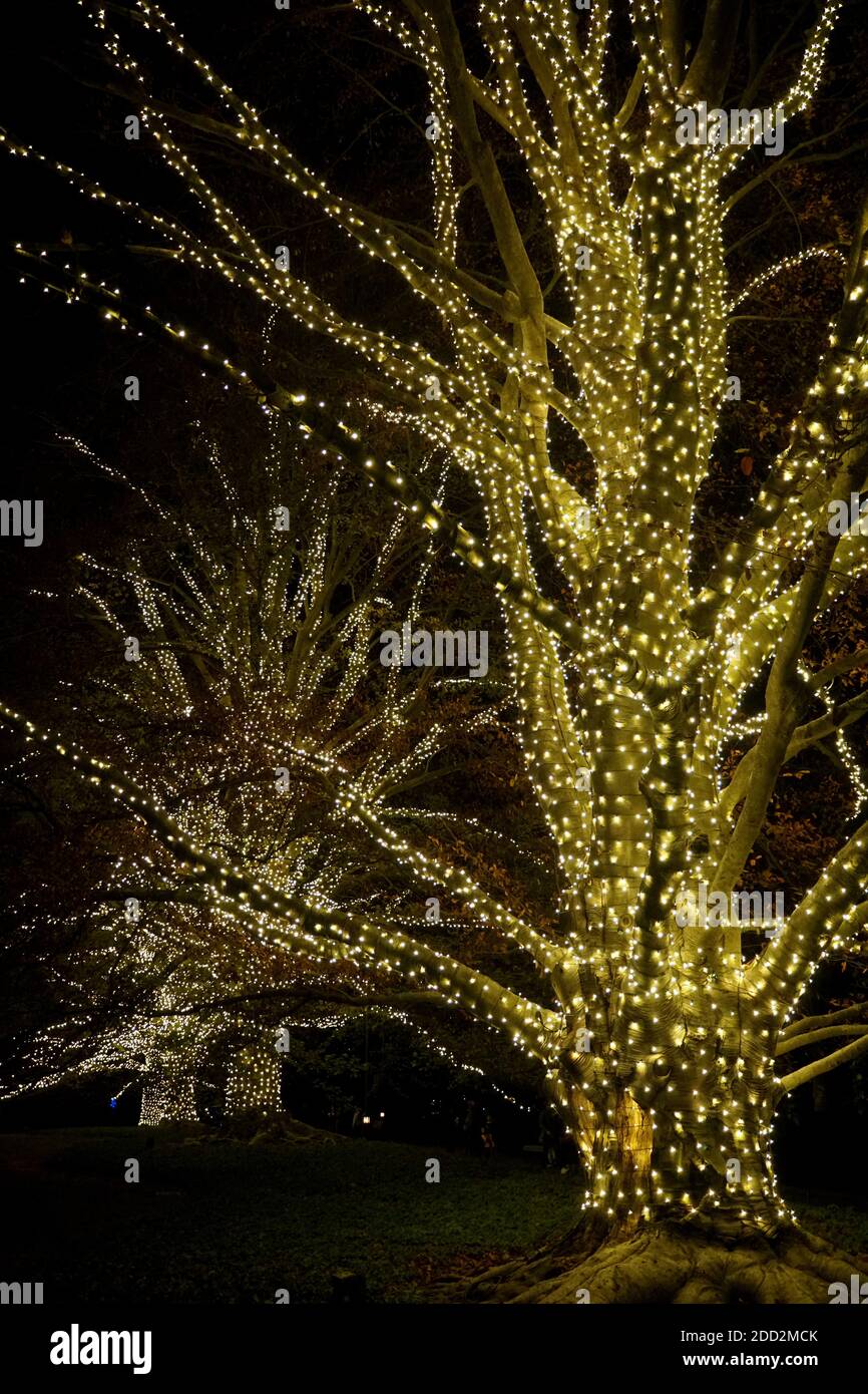 Beautiful trees with branches decorated in yellow lights Stock Photo ...