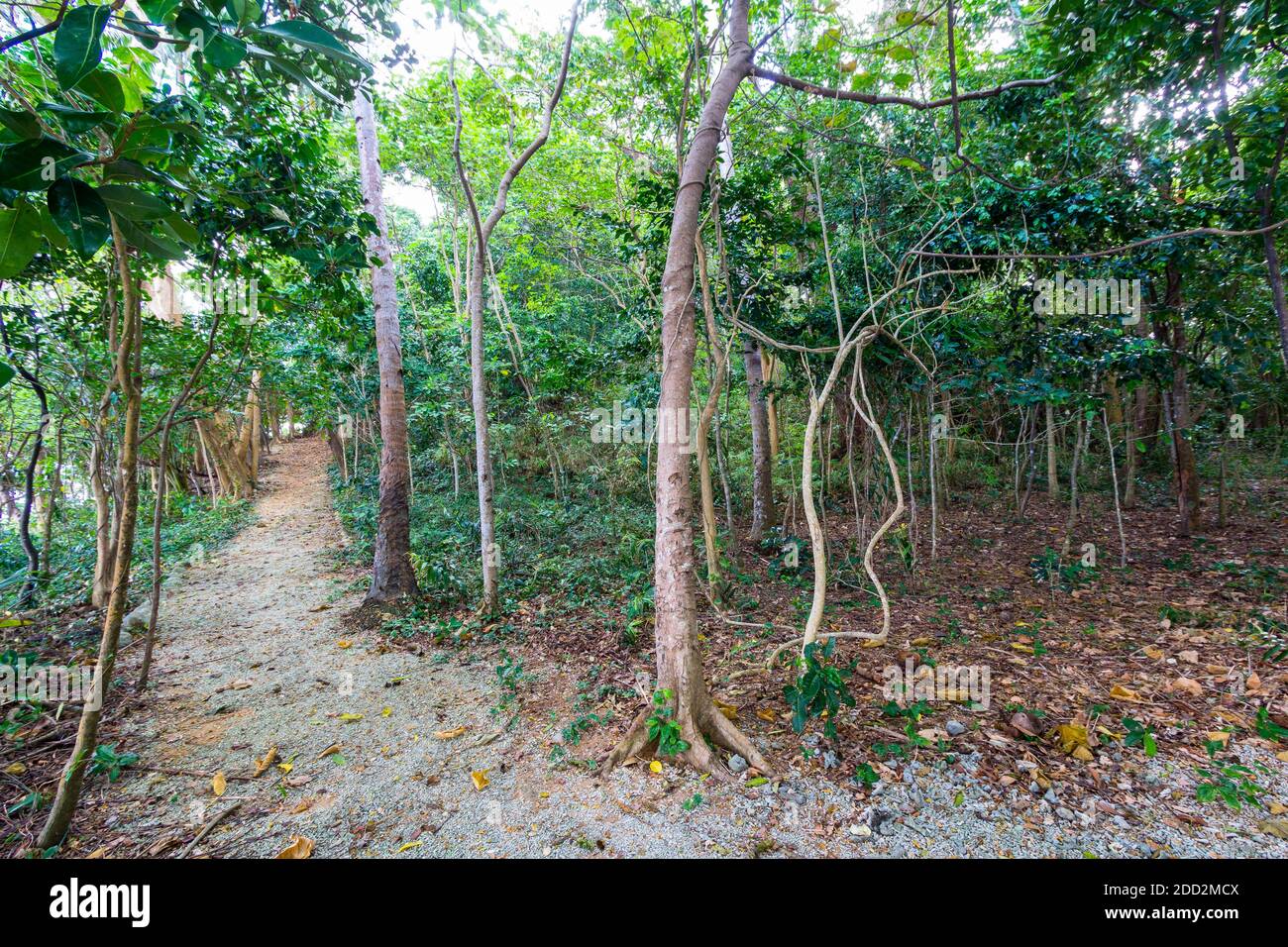 An island forest trail in El Nido, Palawan, Philippines Stock Photo - Alamy