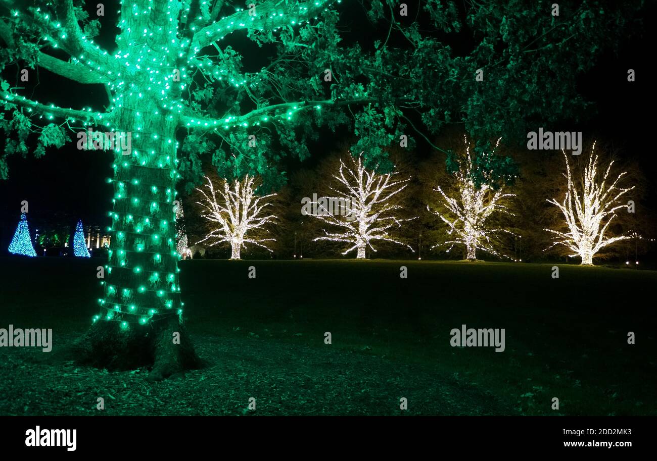 A beautiful tree with branches decorated in green string lights Stock ...